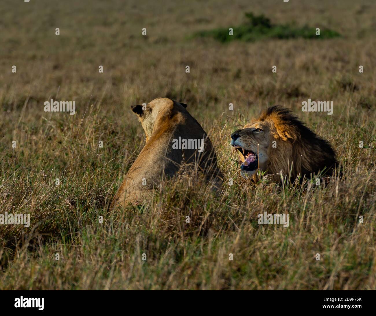 Life with the lions hi-res stock photography and images - Alamy