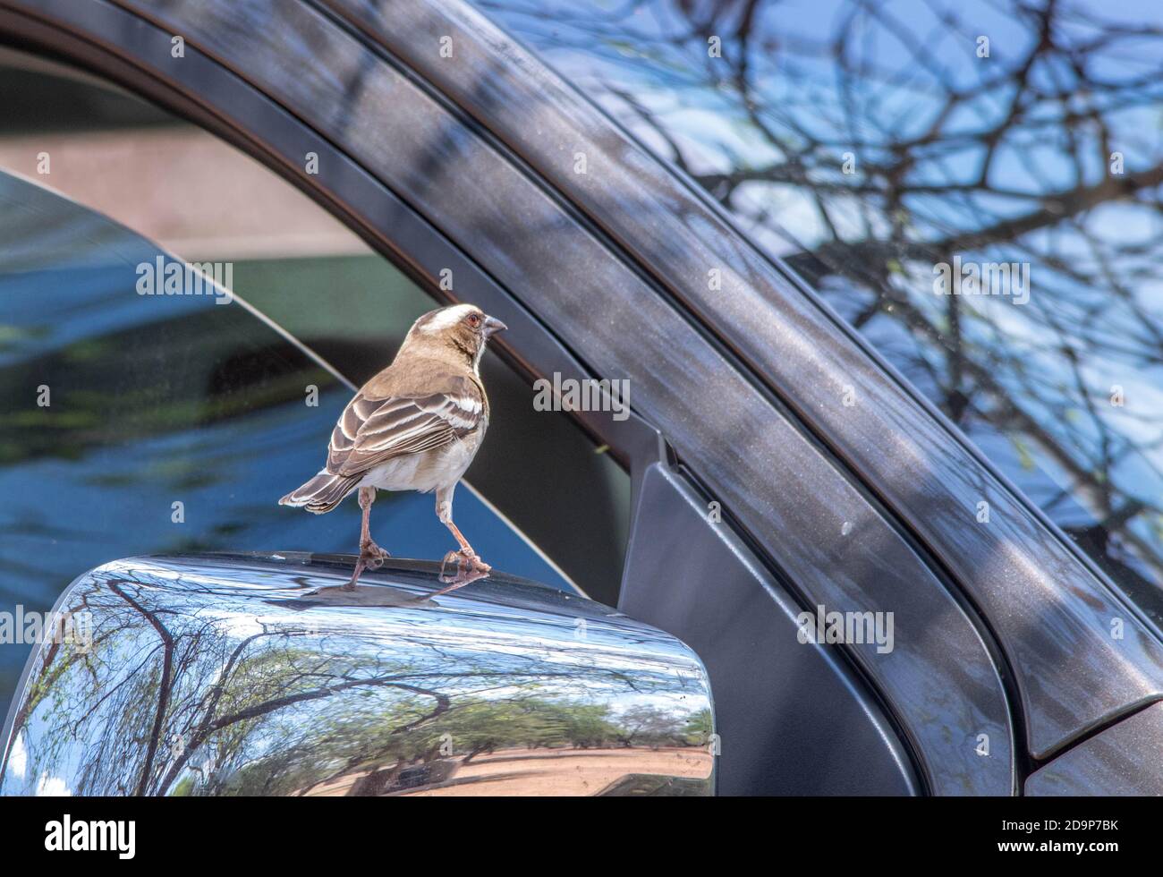 A wild bird attacks its own reflection in the shiny parts of a motor ...