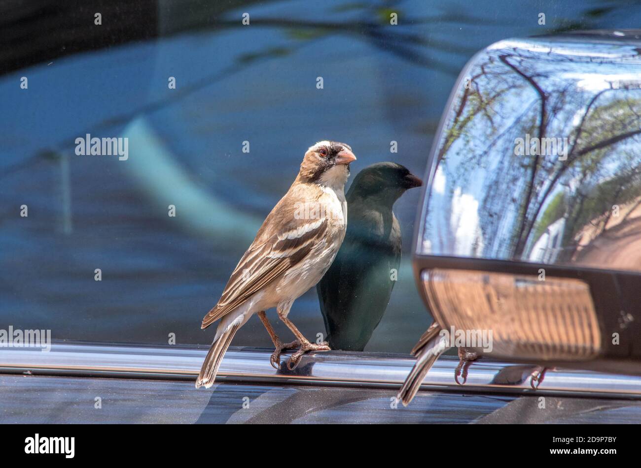 A wild bird attacks its own reflection in the shiny parts of a motor vehicle Stock Photo - Alamy
