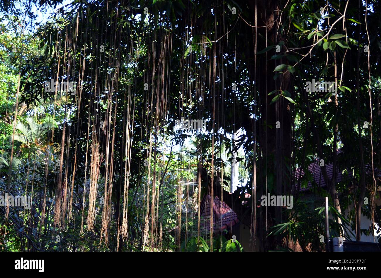 Chiang Mai, Thailand - Wat Phrasingha Tree Stock Photo - Alamy