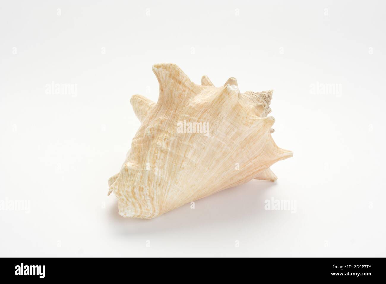 Closeup shot of a dried seashell as a decoration isolated on a white ...