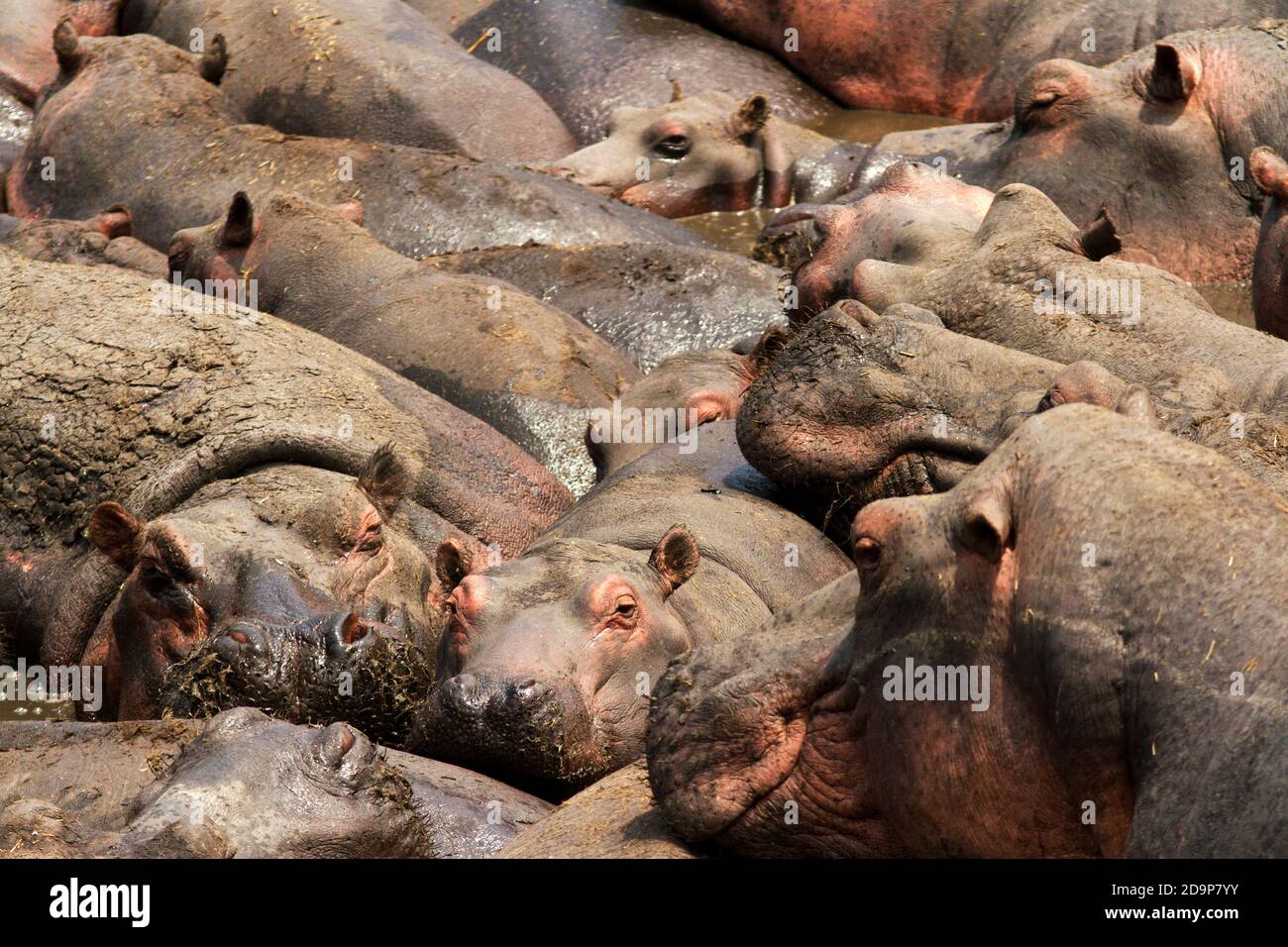 As the Katuma River dries out the local Hippo population is forced to ...