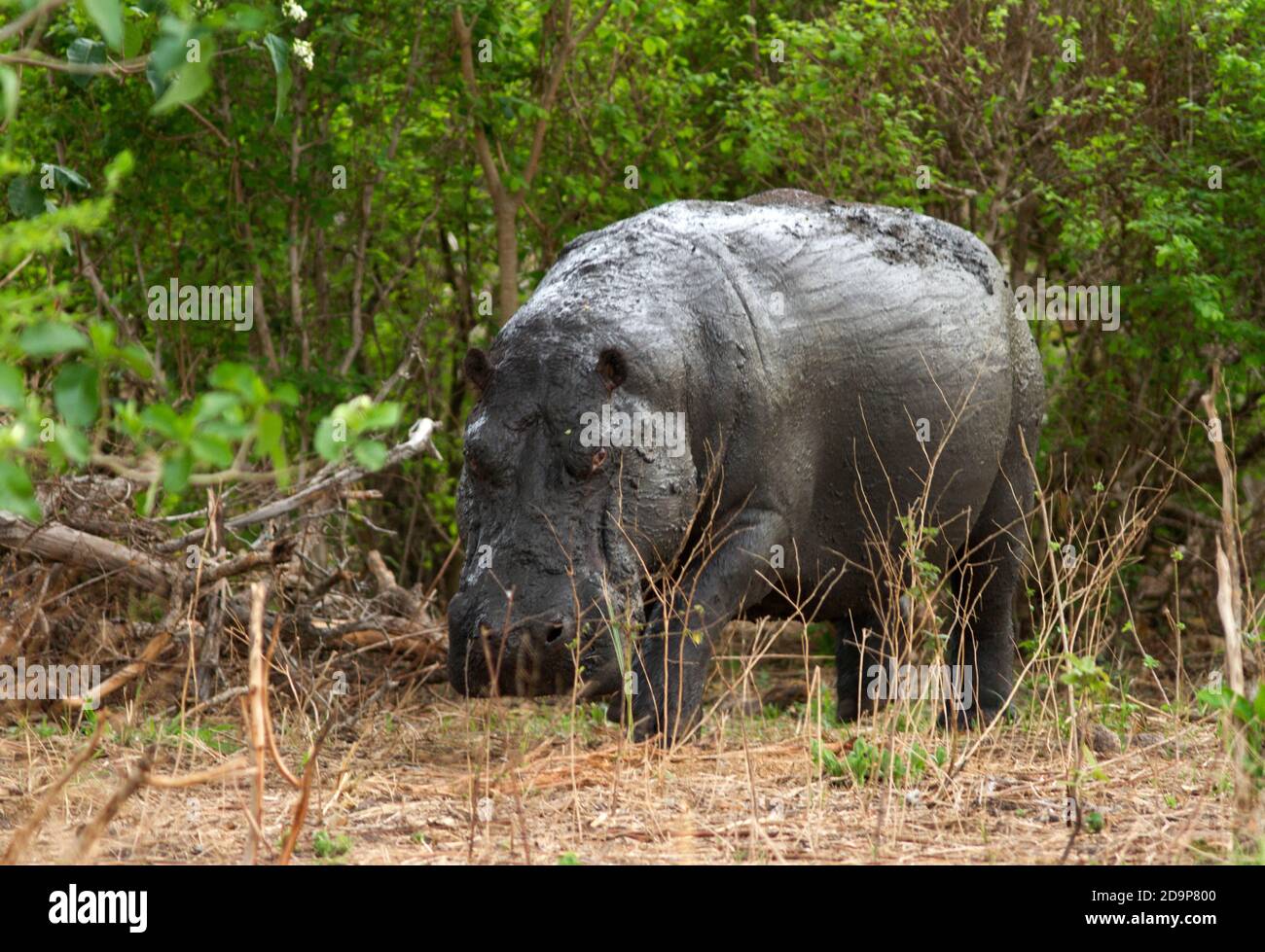 A large bull hippo wanders from one over-crowded mud wallow to seek ...