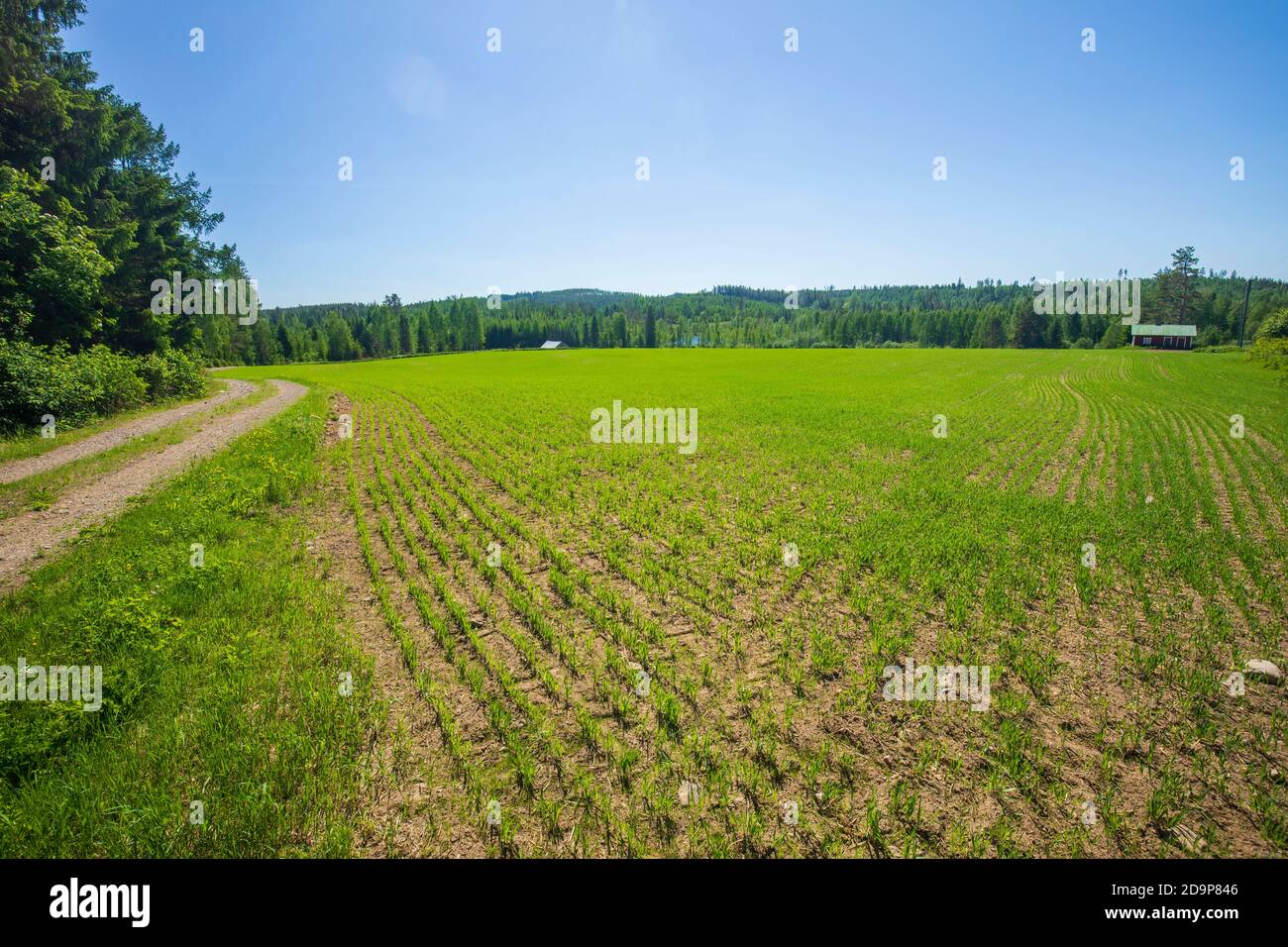 Planted field at countryside at Spring , Finland Stock Photo - Alamy