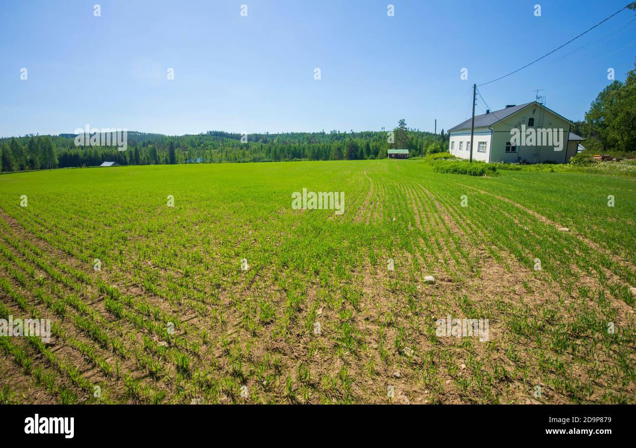 Farmhouse and planted field at Spring , Finland Stock Photo - Alamy