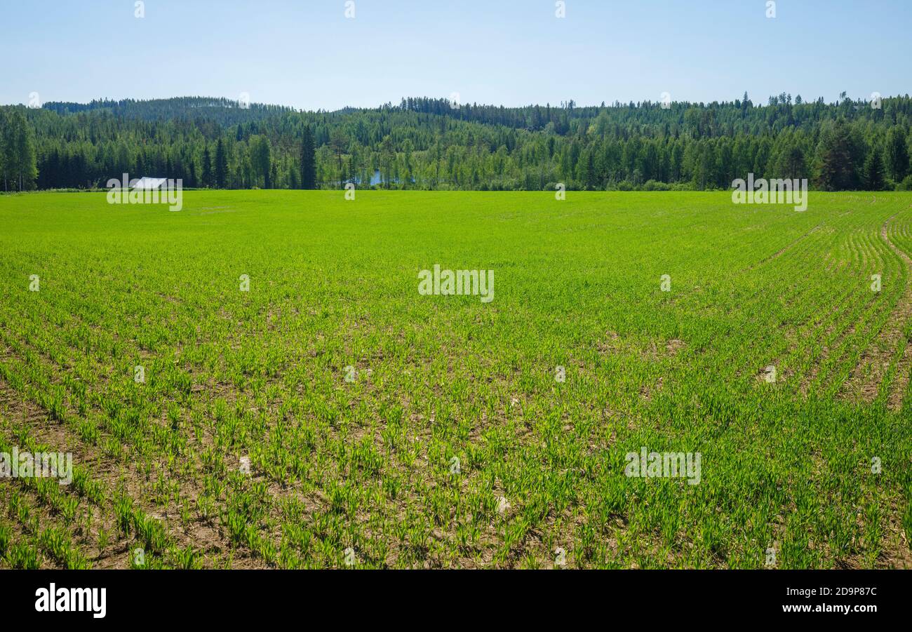 Planted field at countryside at Spring , Finland Stock Photo - Alamy