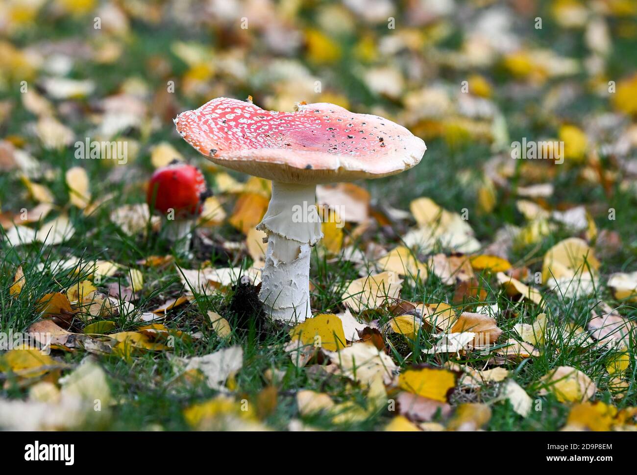 Berlin, Germany. 27th Oct, 2020. Two toadstools (Amanita muscaria ...
