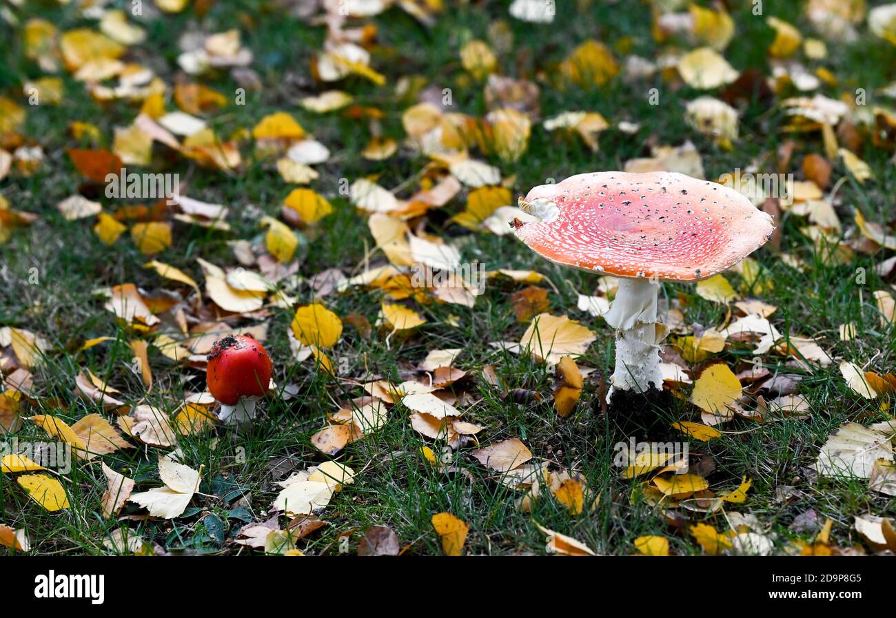 Berlin, Germany. 27th Oct, 2020. Two toadstools (Amanita muscaria ...