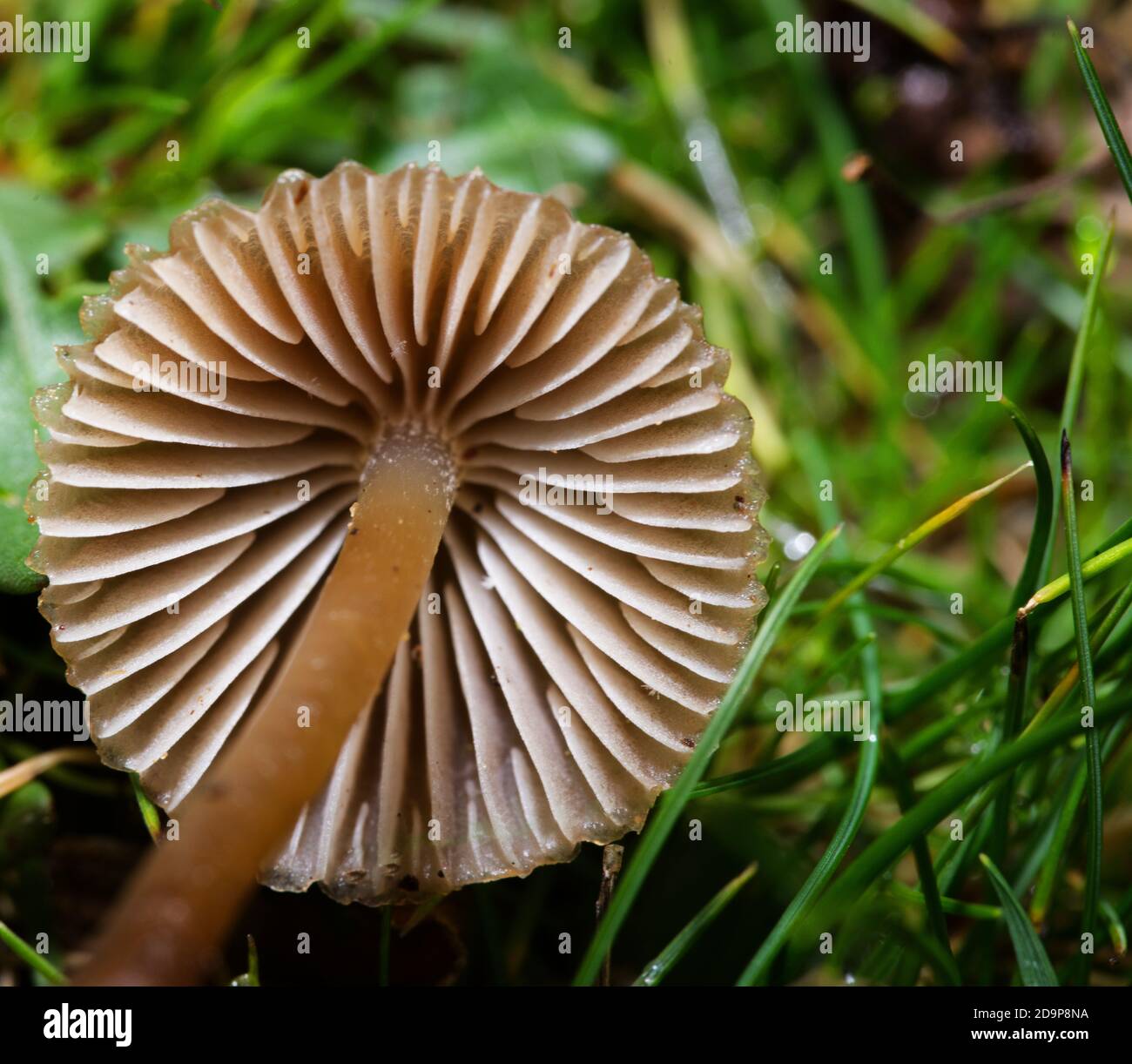 Fungal fungi hi-res stock photography and images - Alamy