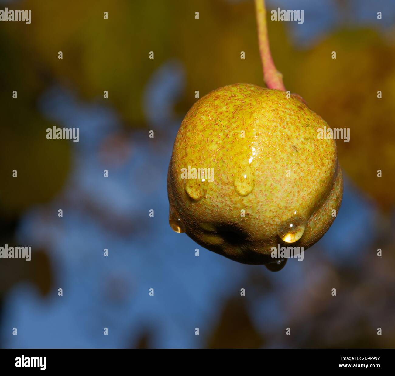 Pear in water hi-res stock photography and images - Alamy