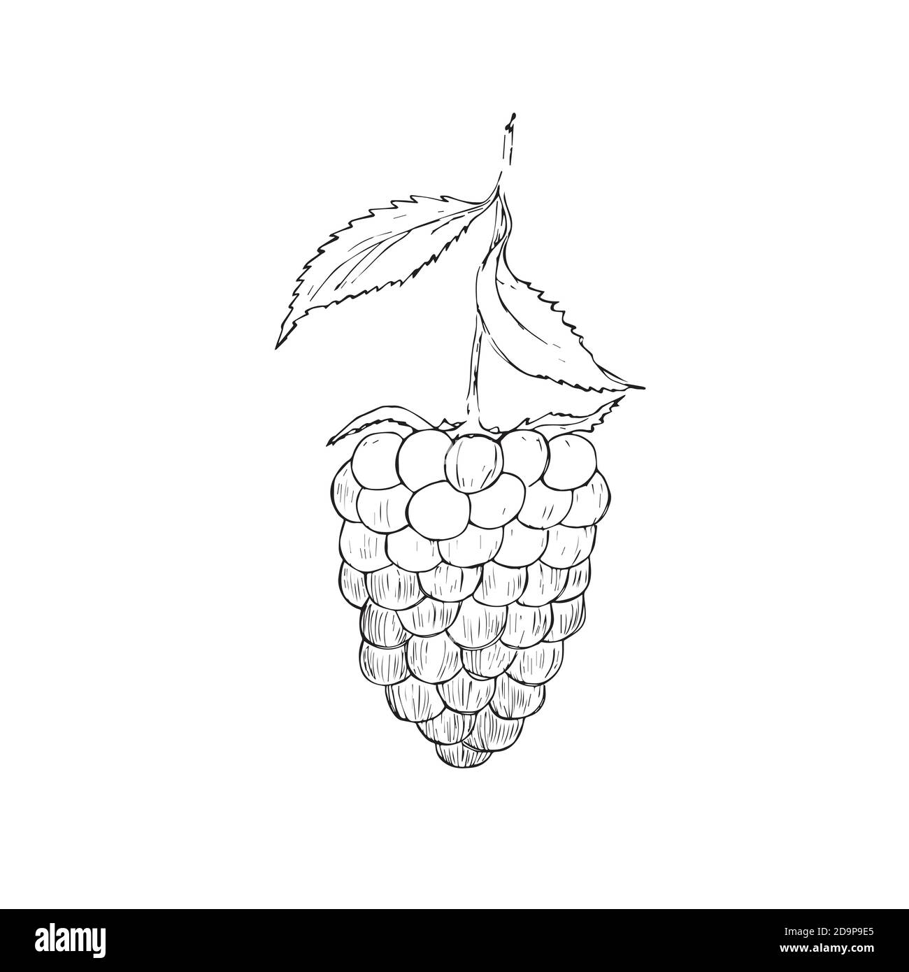 Raspberries on Black and White Stock Photos & Images - Alamy