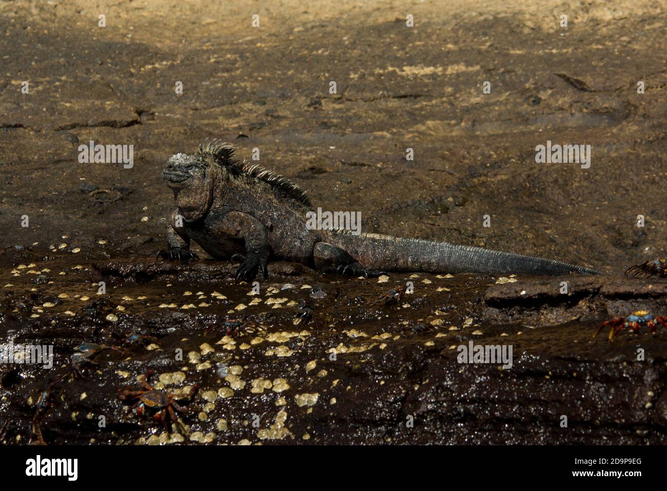 Marine iguana on the rocky lava shore of Punta Vicente Roca at Isabela ...