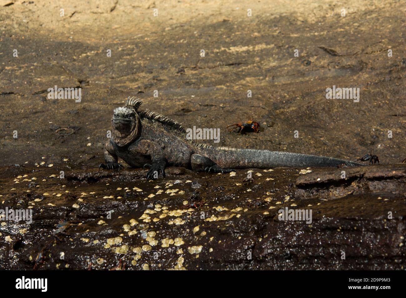 Marine iguana on the rocky lava shore of Punta Vicente Roca at Isabela ...