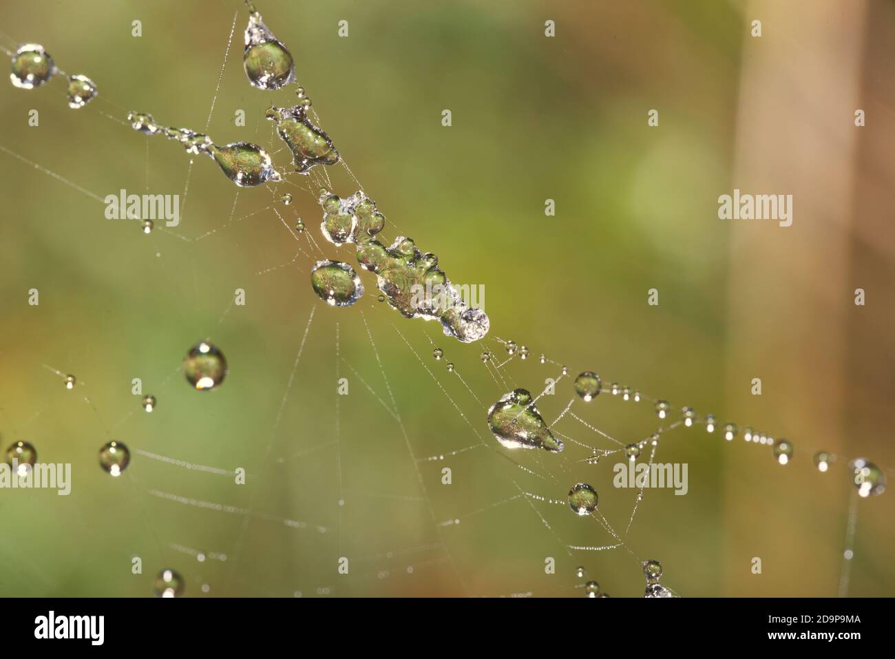Water drops on the spider web hi-res stock photography and images - Alamy