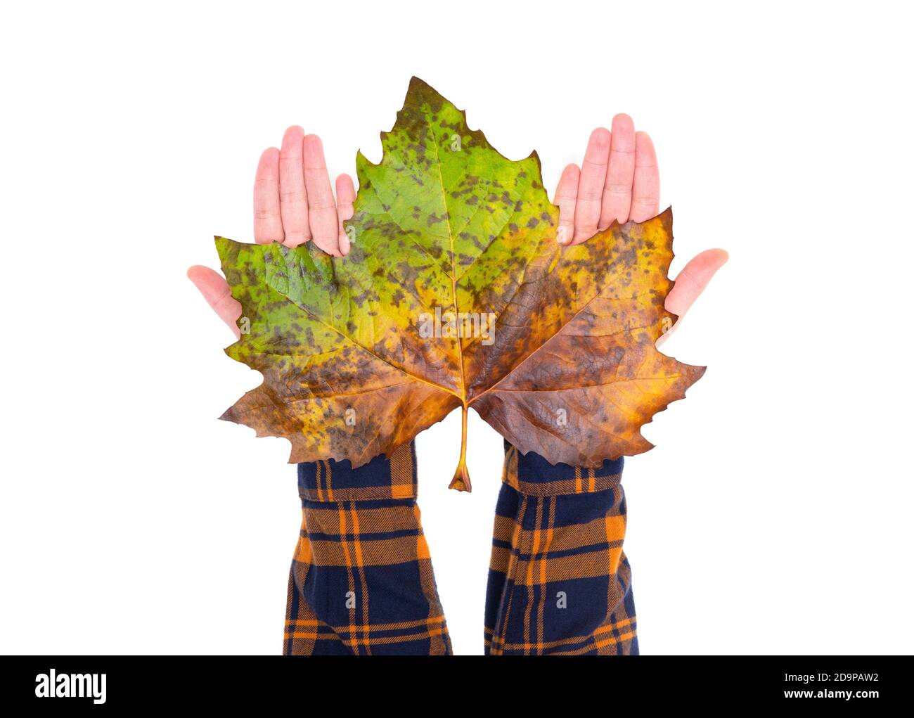 Huge maple leaf on female hands. Top view, isolated on white Stock ...