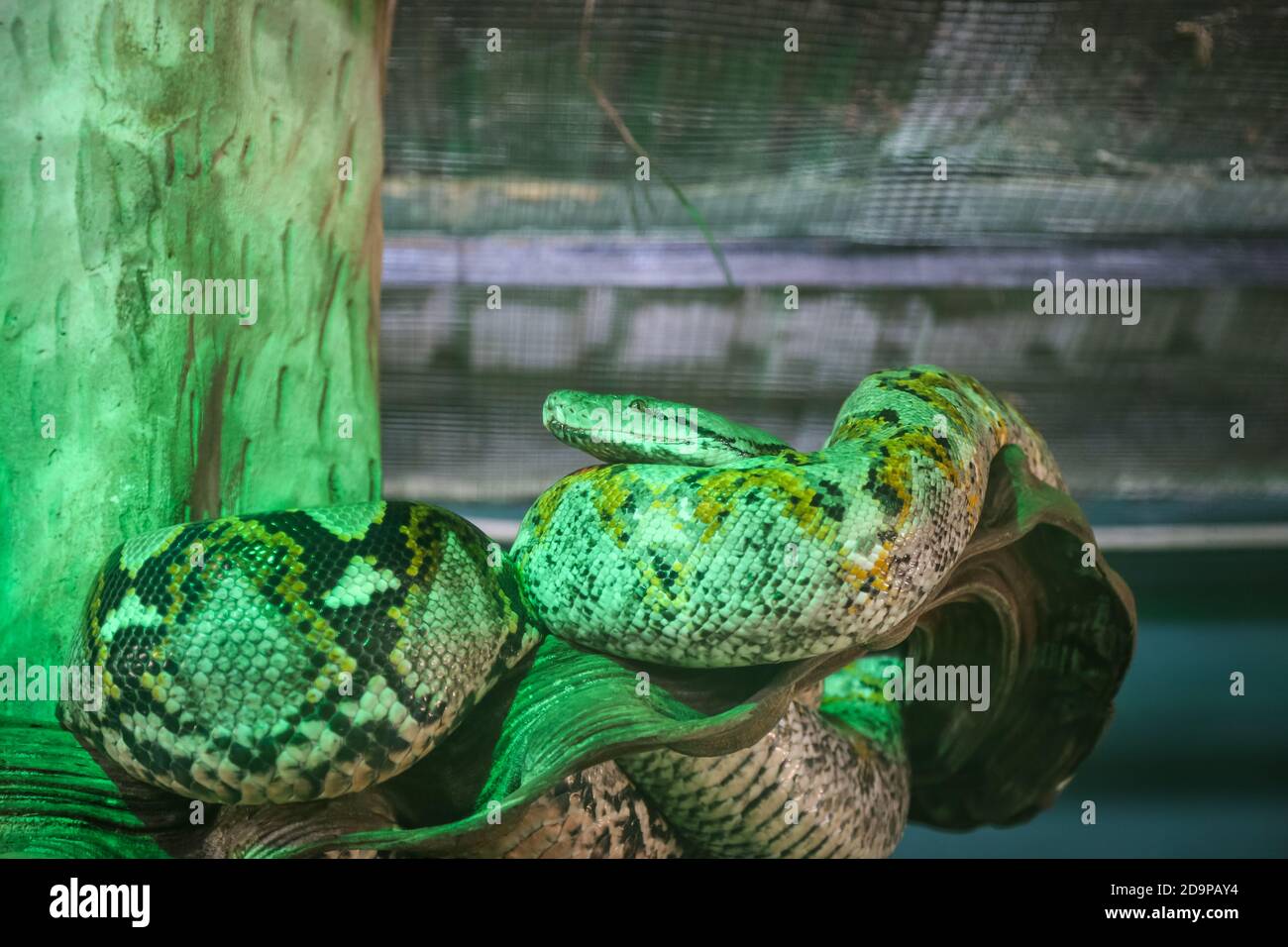 Royal phyton hi-res stock photography and images - Alamy