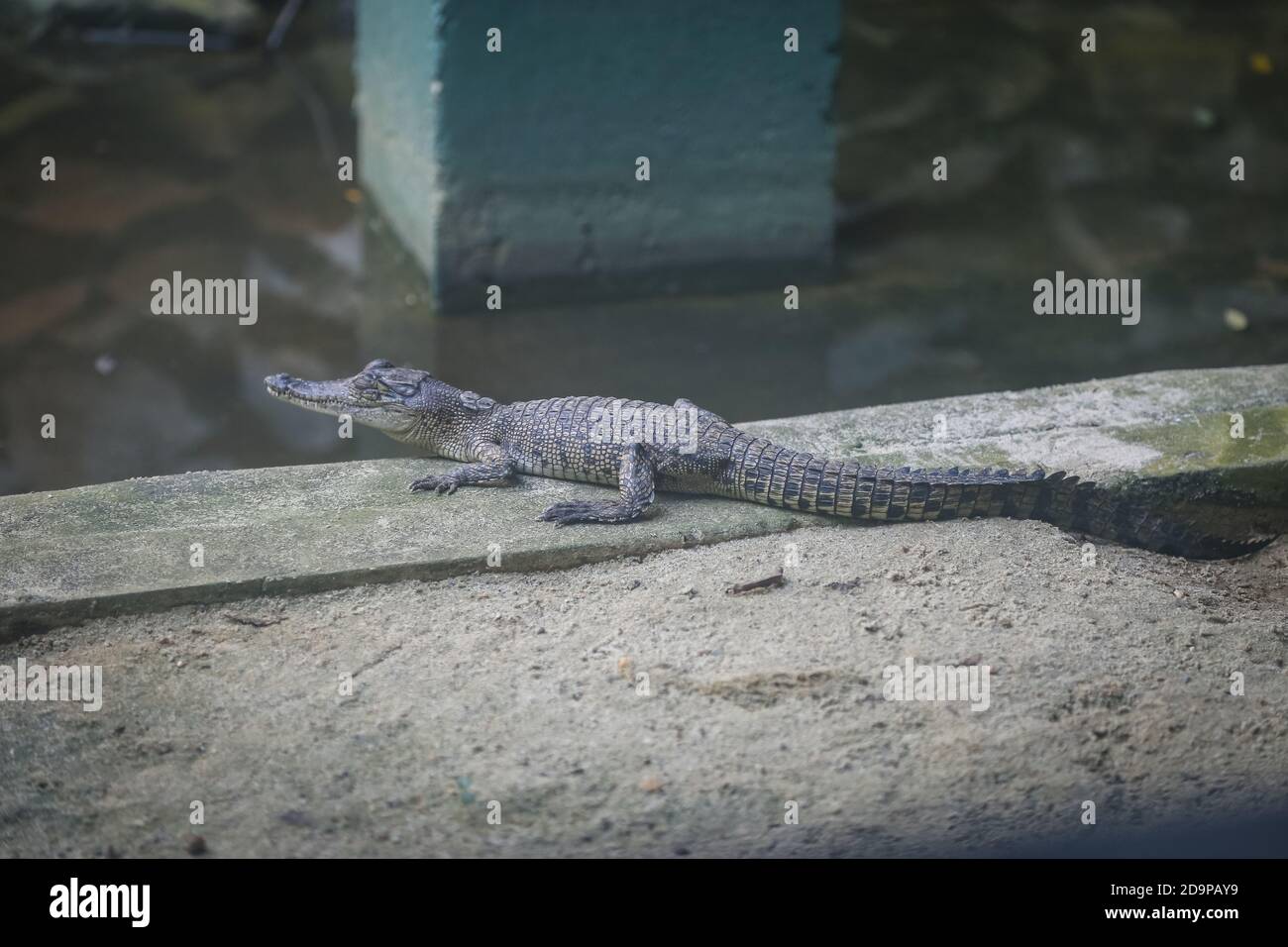 isolated shot of a large crocodile resting inside the cage at Jong's ...