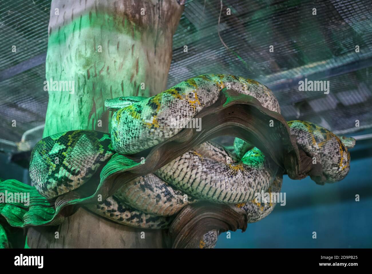 Phyton inside a cage at a zoo Stock Photo - Alamy