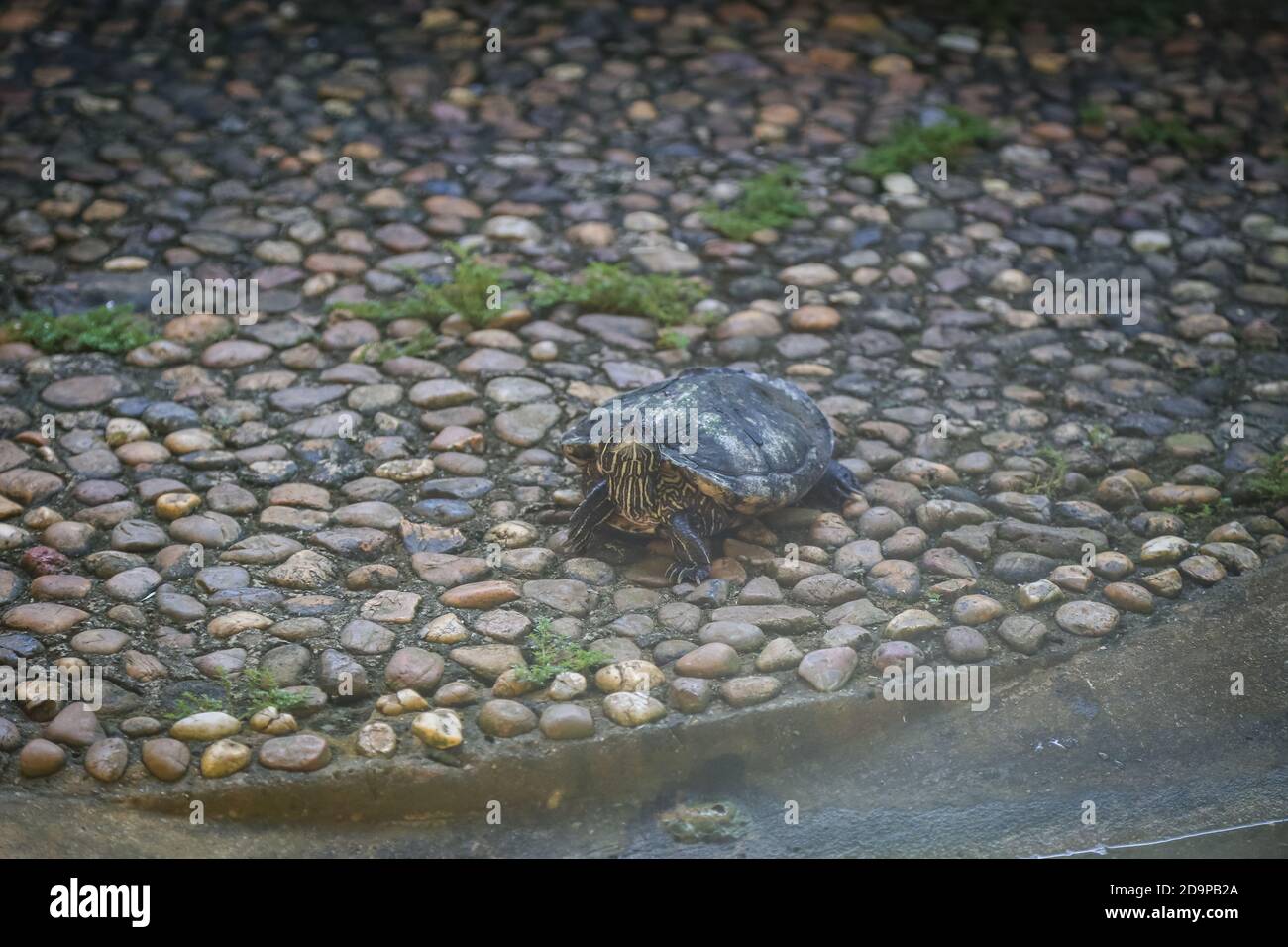 Desert tortoise resting hi-res stock photography and images - Alamy