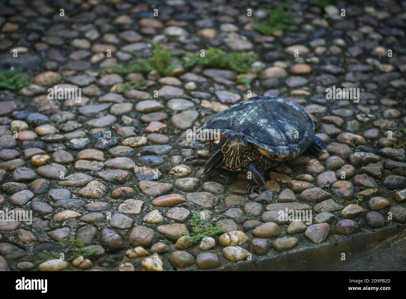 Tortoise inside a pond at a zoo Stock Photo - Alamy