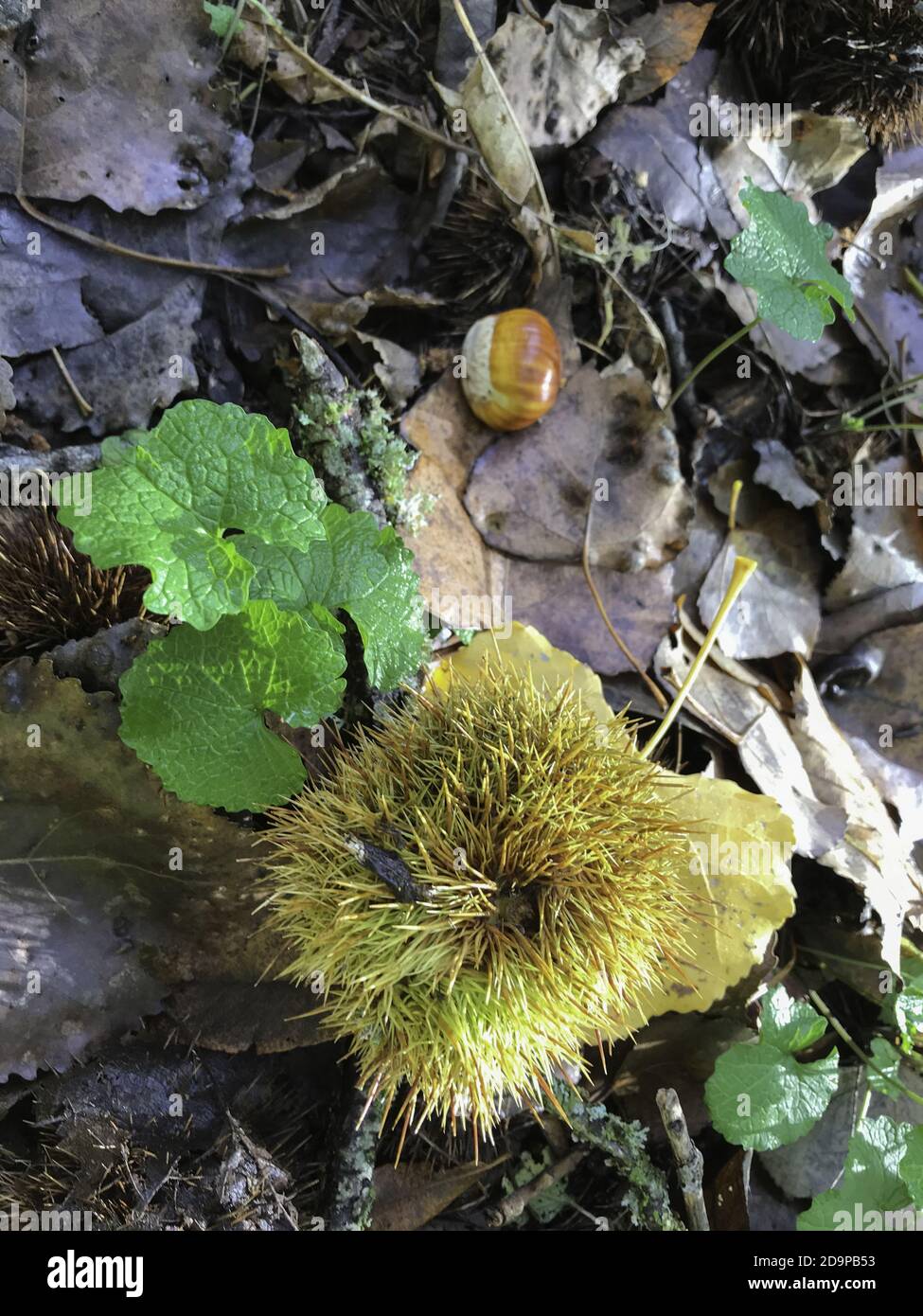 Chestnuts from El Pielago Stock Photo - Alamy