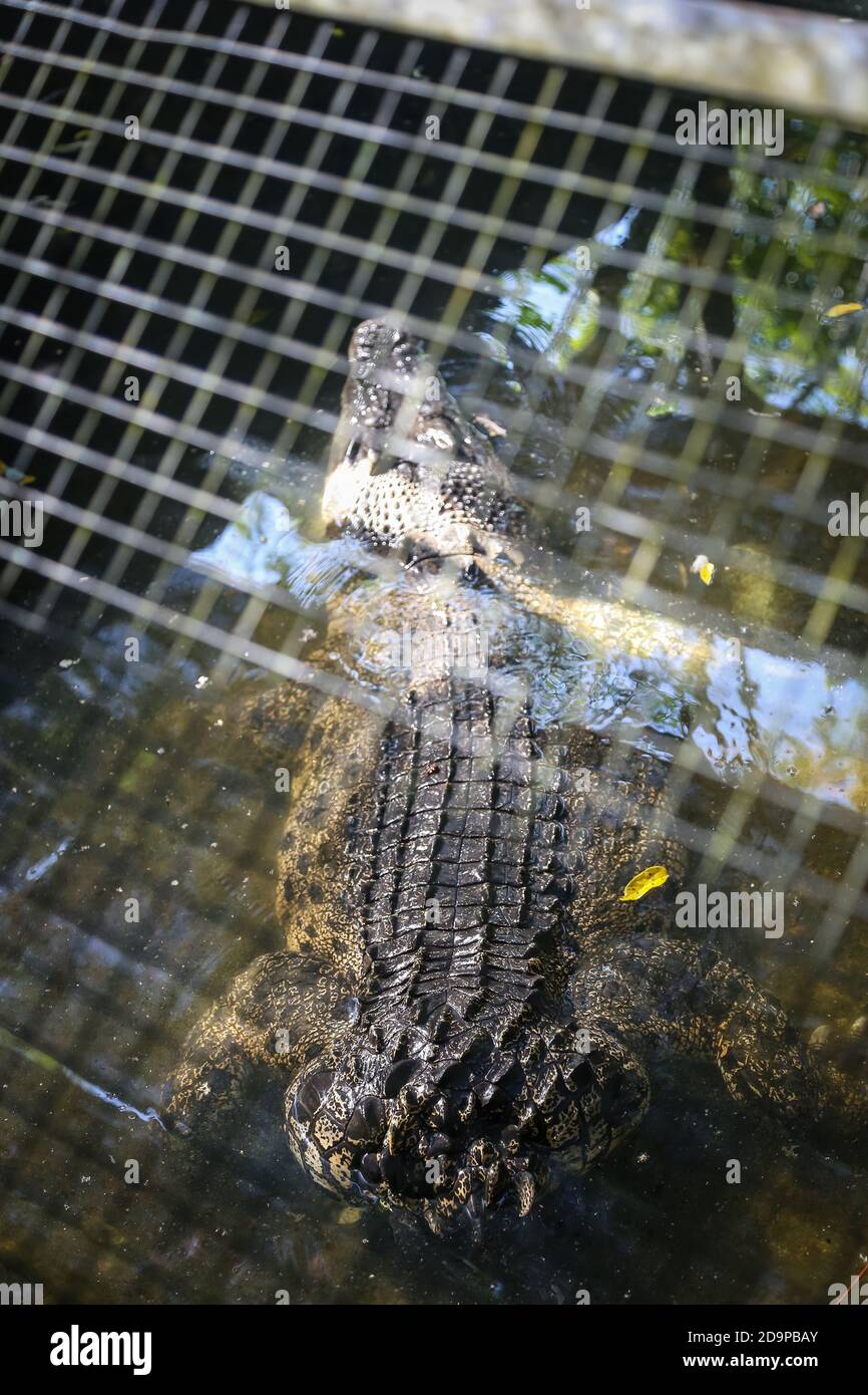 isolated shot of a large crocodile resting inside the cage at Jong's ...