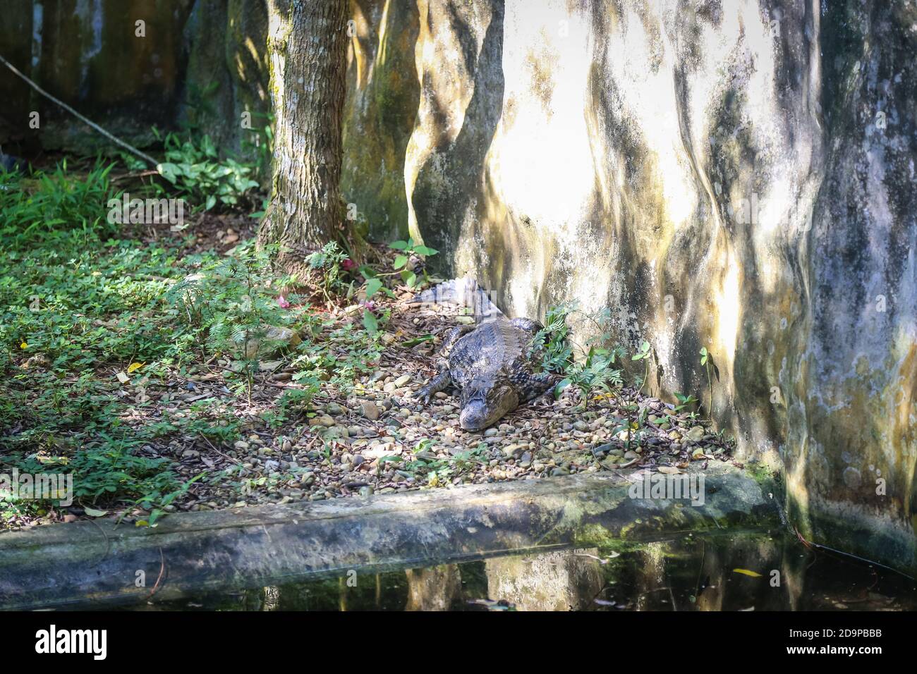isolated shot of a large crocodile resting inside the cage at Jong's ...