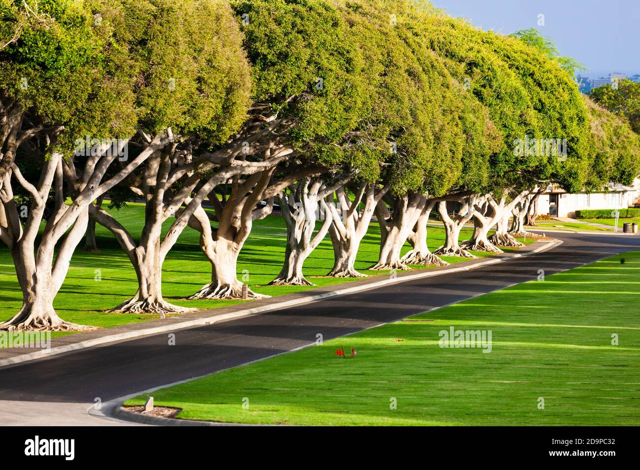 Trimmed Monkey Pod trees along a roadside close to Honolulu, Oahu ...