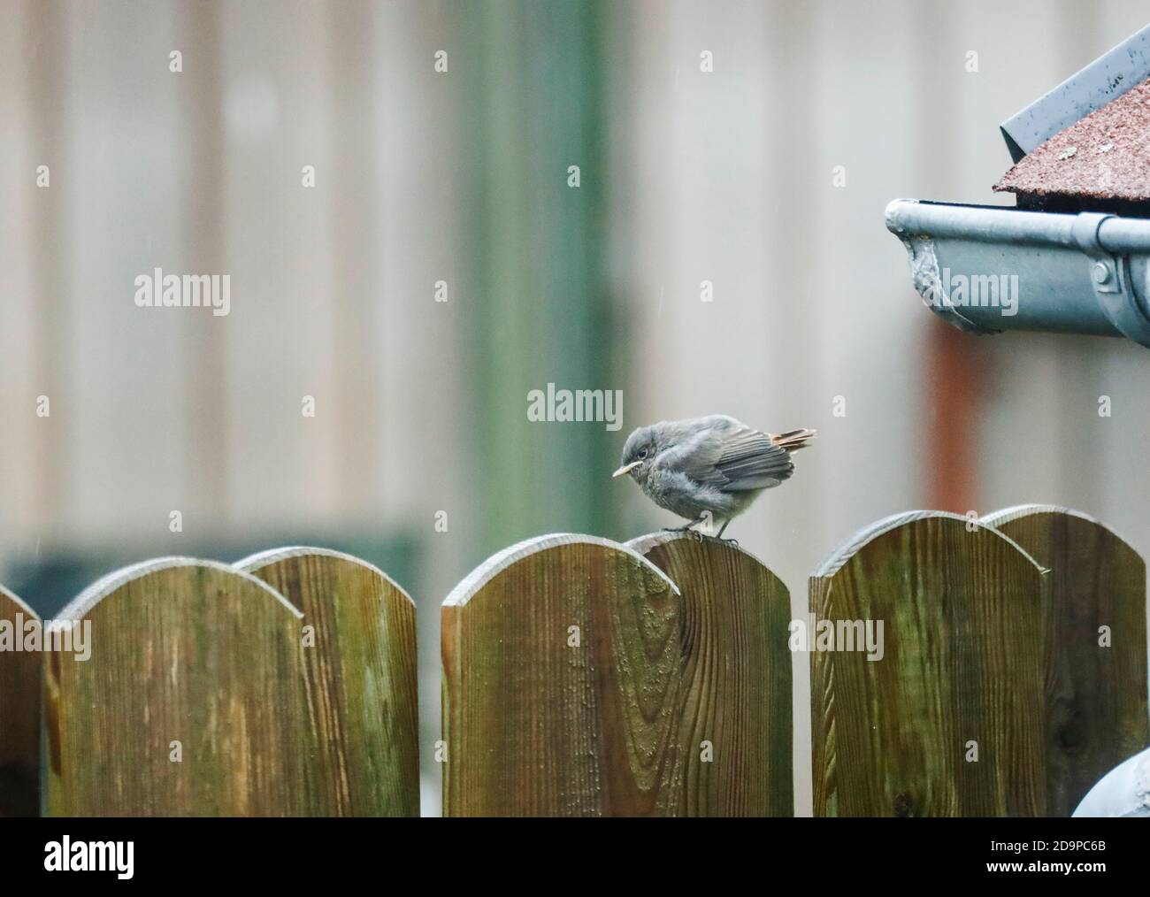 Waiting bird hi-res stock photography and images - Alamy