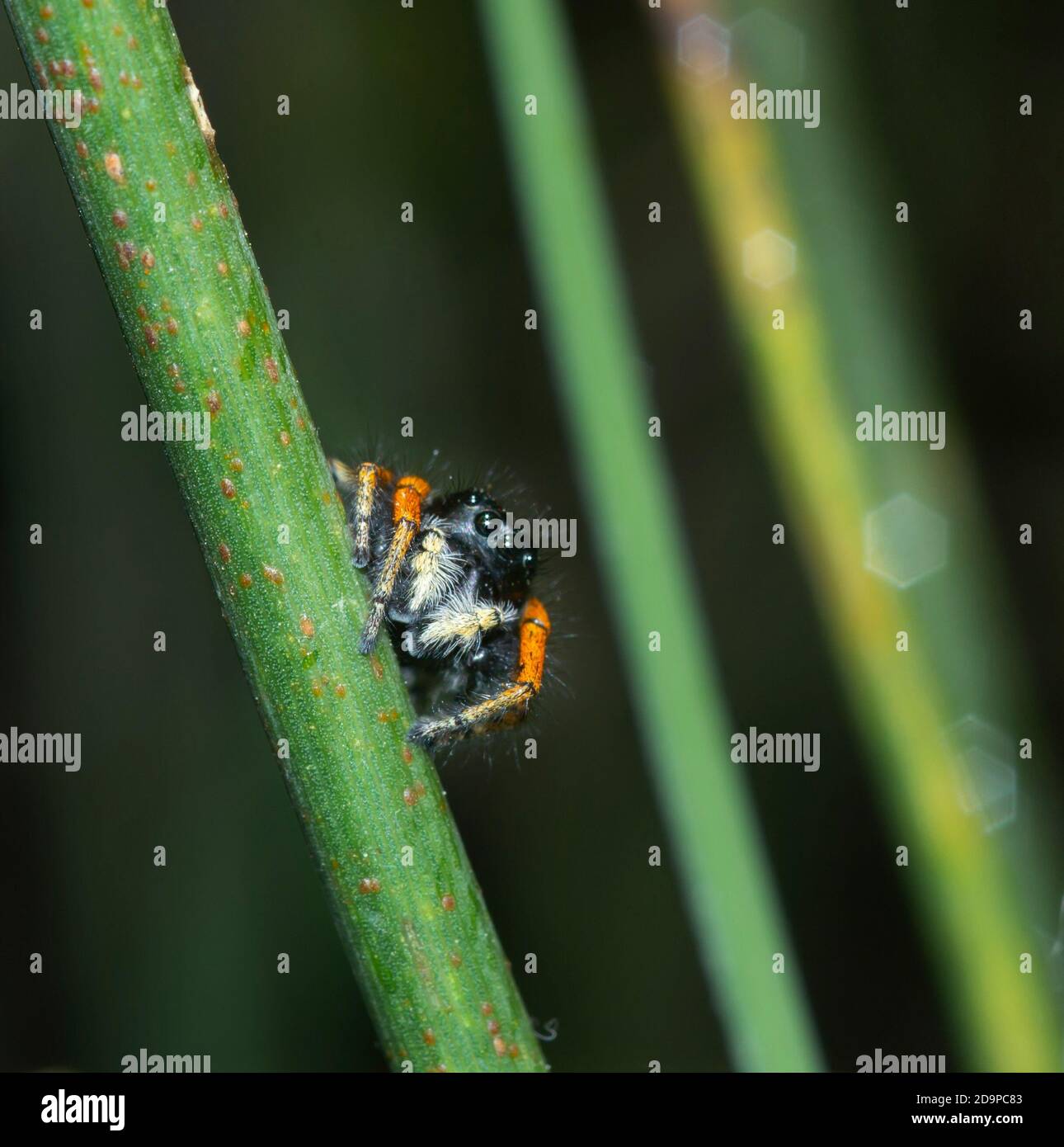 small spider lurking on a blade of grass Stock Photo - Alamy