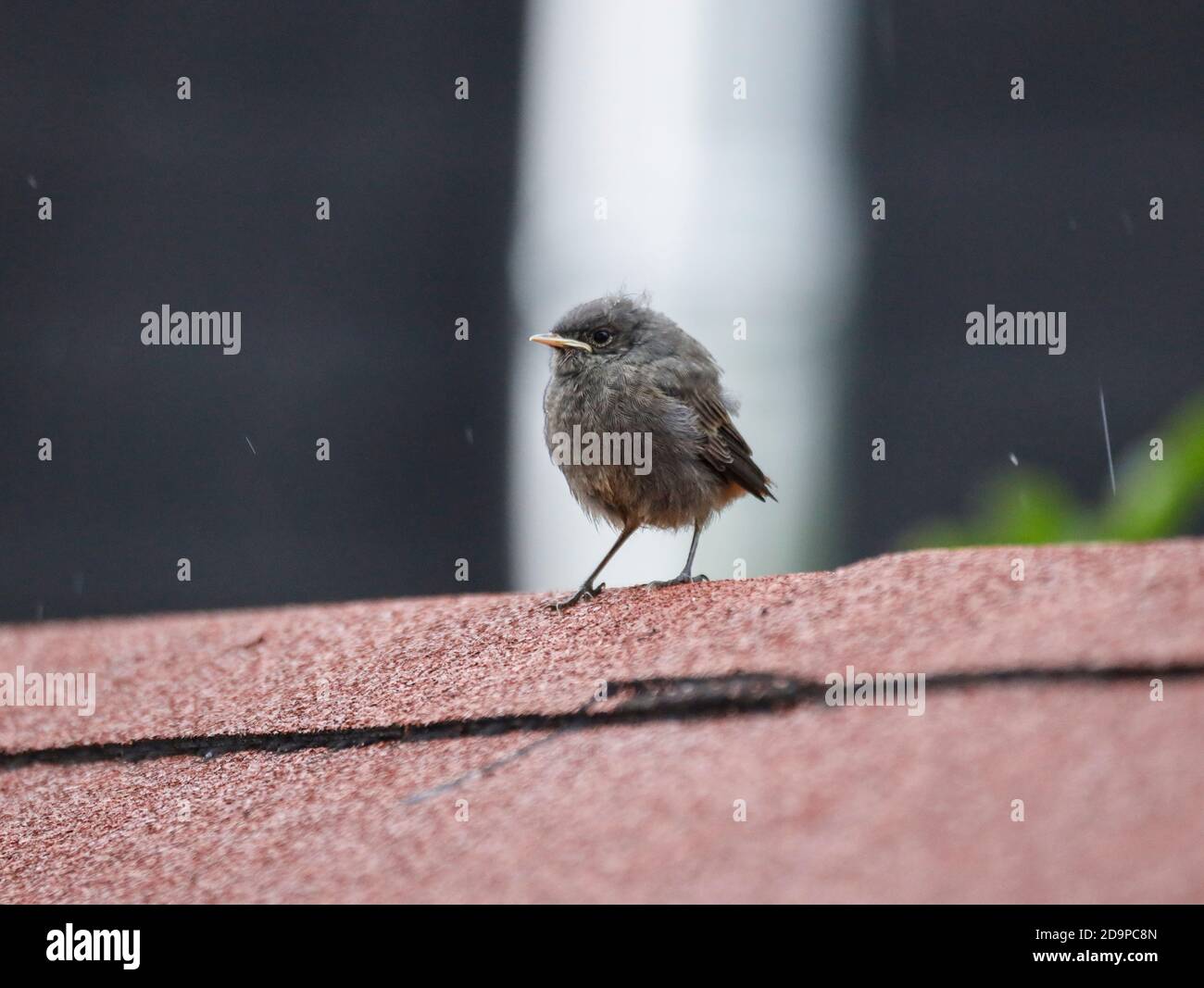 Waiting for their mother hi-res stock photography and images - Alamy