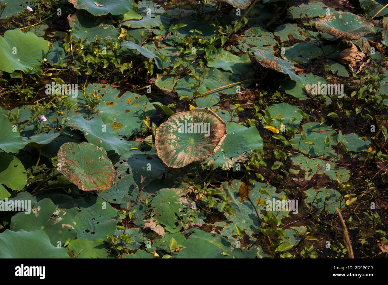 Green leaf floating on lake water Stock Photo - Alamy
