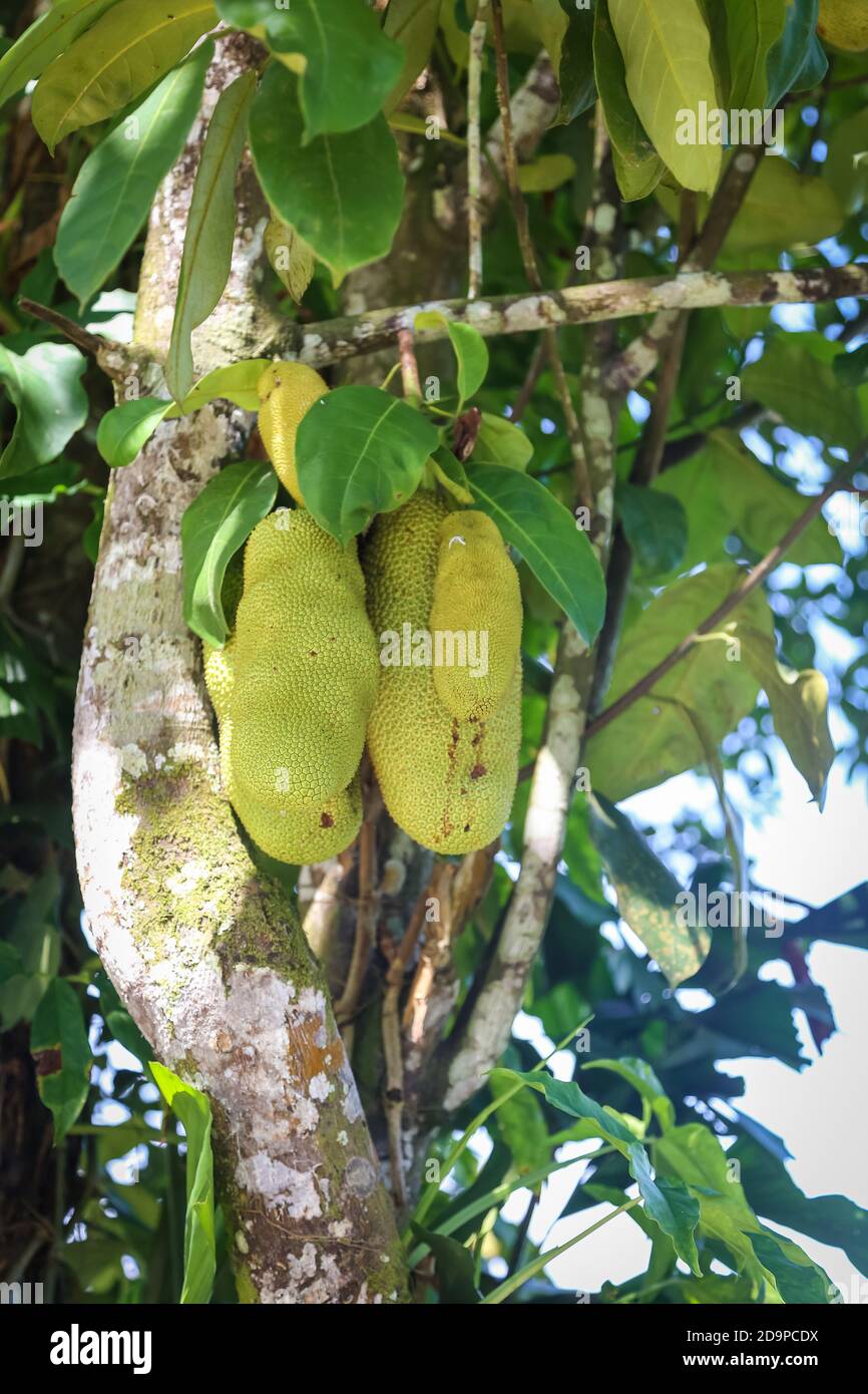 Artocarpus integer, commonly known as chempedak or cempedak is a ...