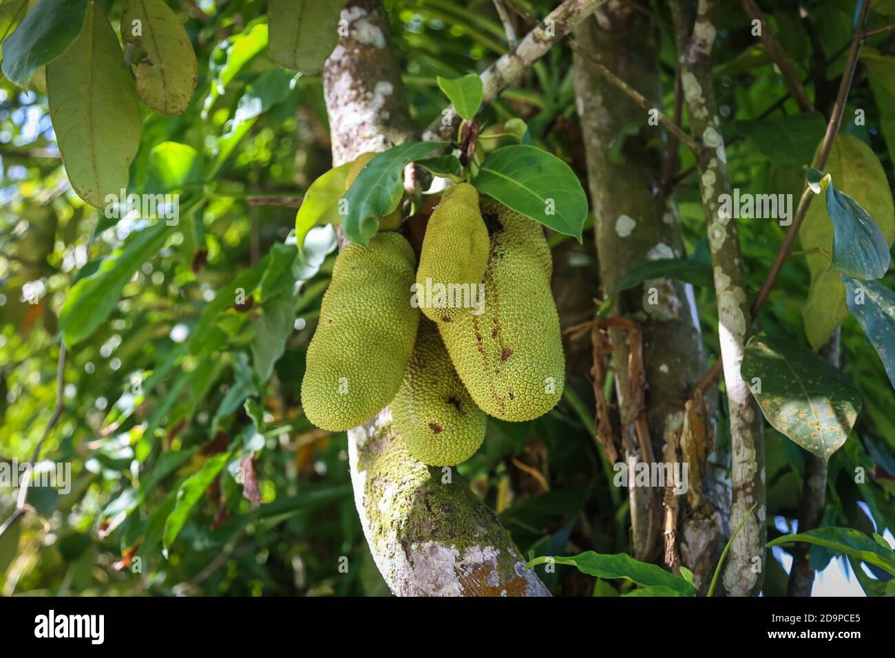 Artocarpus integer, commonly known as chempedak or cempedak is a ...