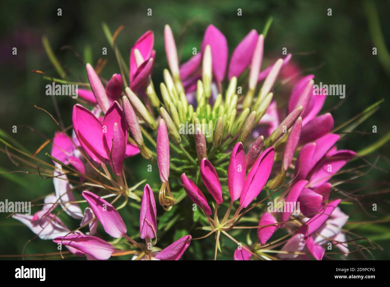 Cleome flower commonly known as spider flowers, spider plants, spider ...