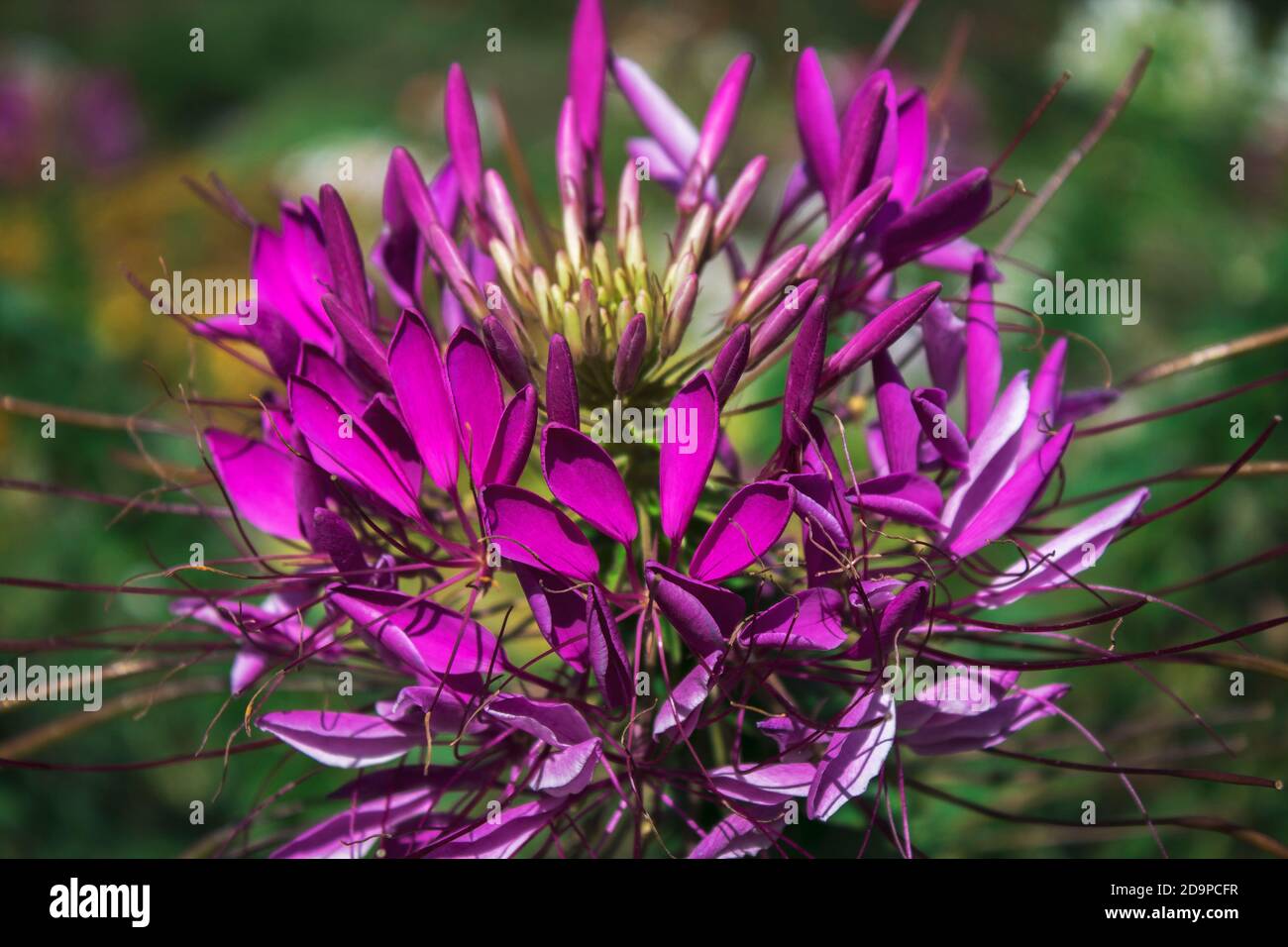 Cleome flower commonly known as spider flowers, spider plants, spider ...