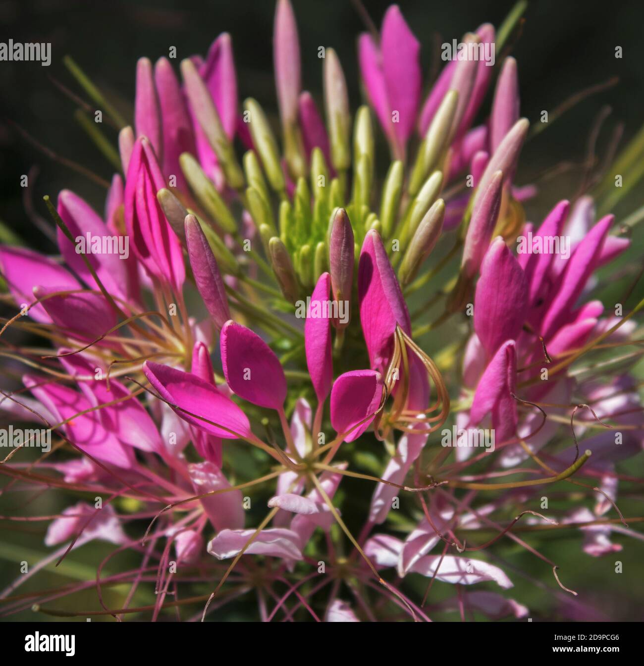 Cleome flower commonly known as spider flowers, spider plants, spider ...