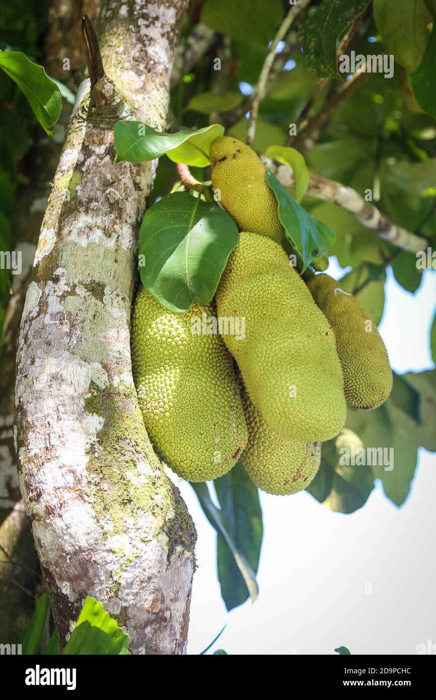 Buah nangka hi-res stock photography and images - Alamy