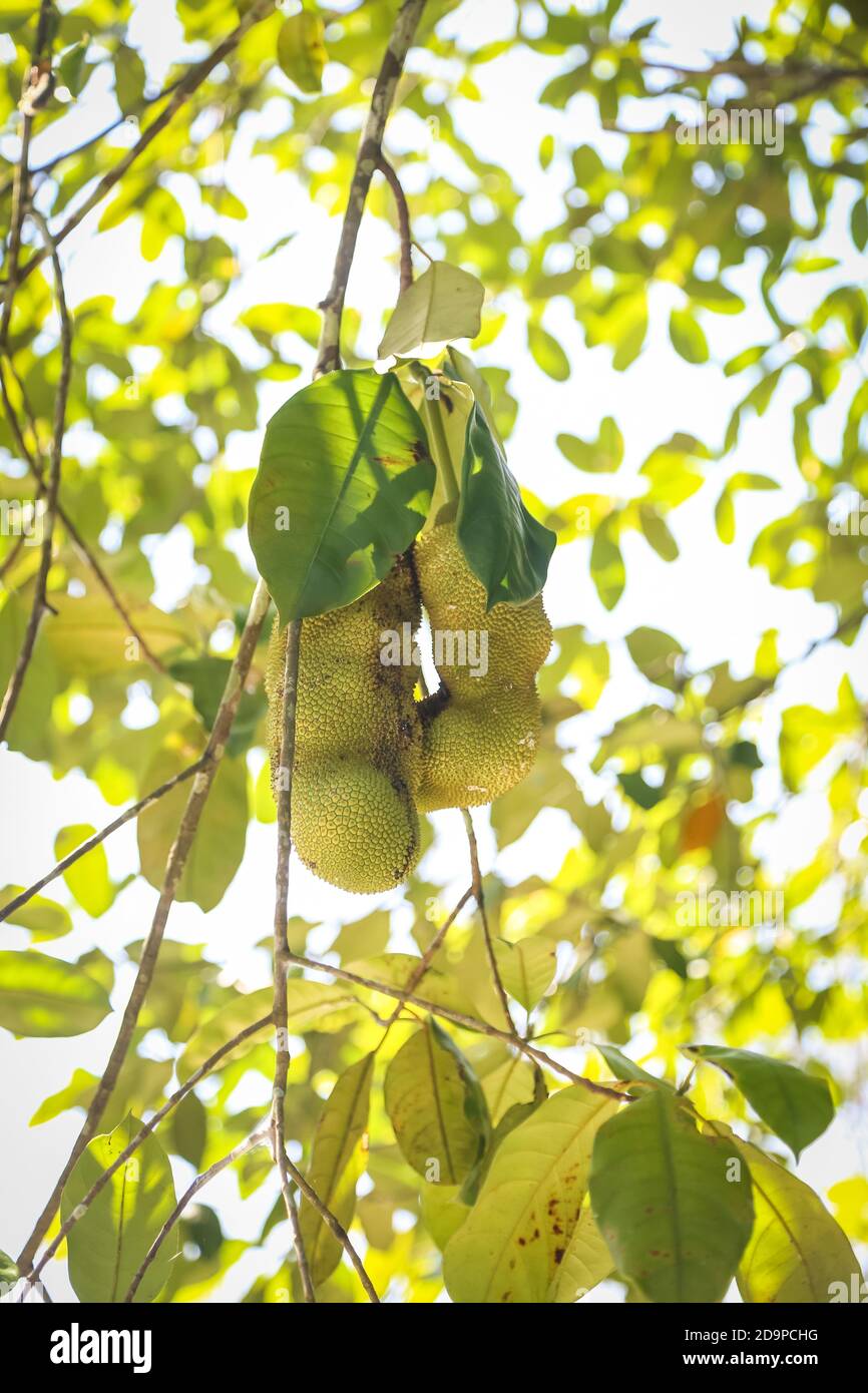 Artocarpus integer, commonly known as chempedak or cempedak is a ...