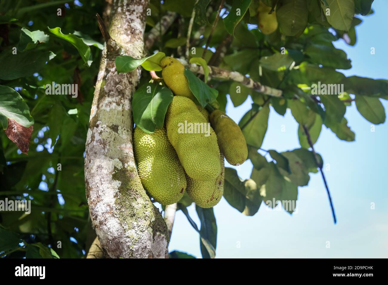Artocarpus integer, commonly known as chempedak or cempedak is a ...