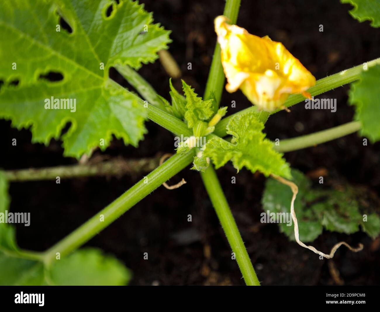 Yellow Zuchhini and Blossom Stock Photo - Alamy