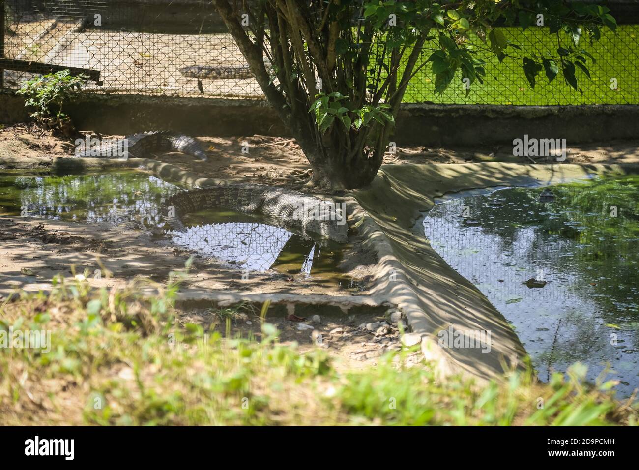 isolated shot of a large crocodile resting inside the cage at Jong's ...