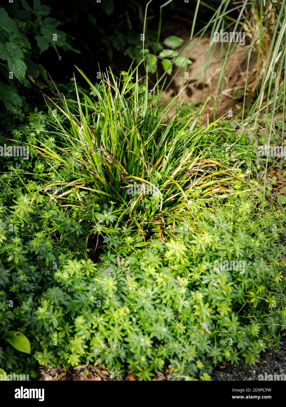 Green sedge garden hi-res stock photography and images - Alamy