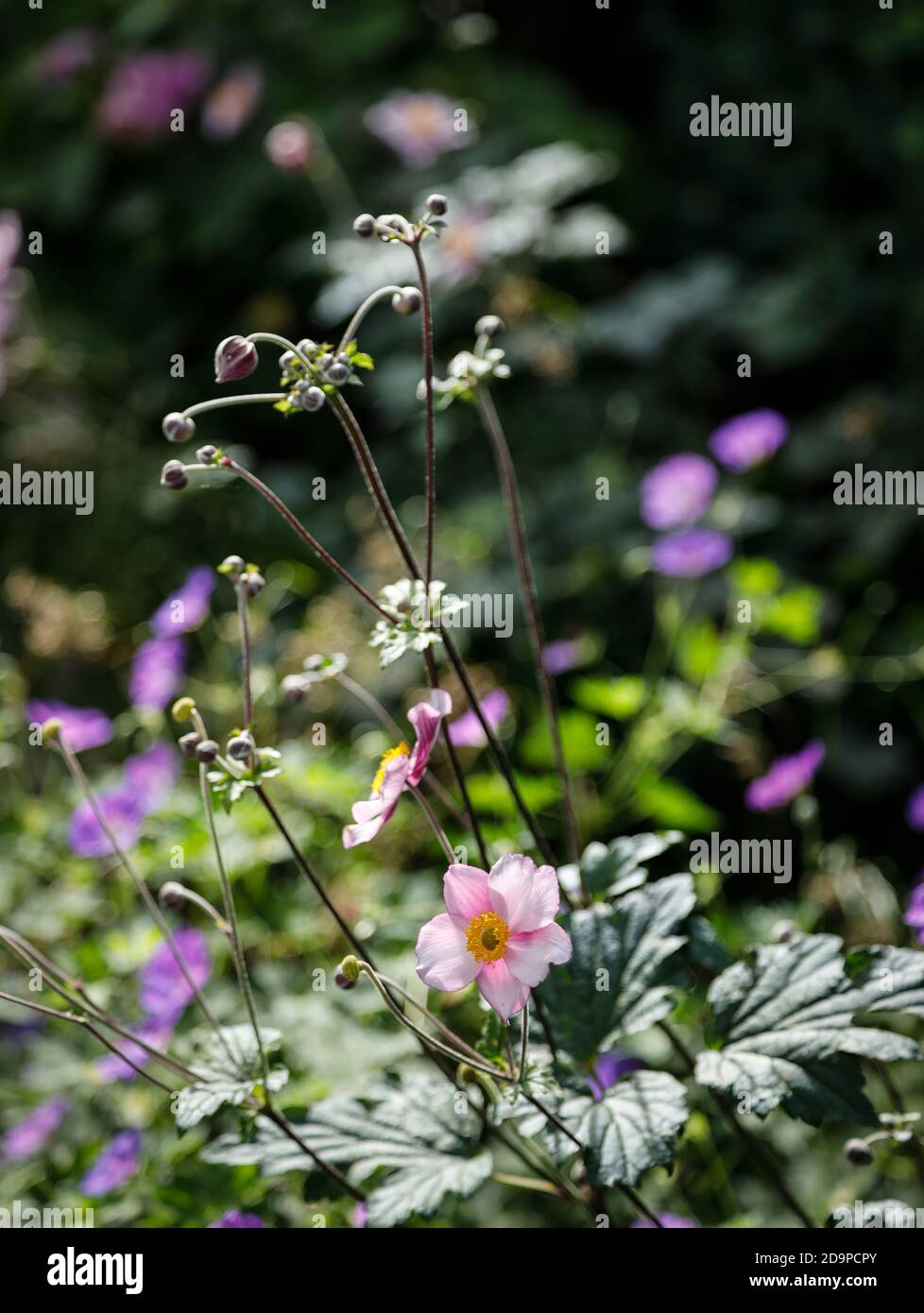 Pink autumn anemone Stock Photo - Alamy