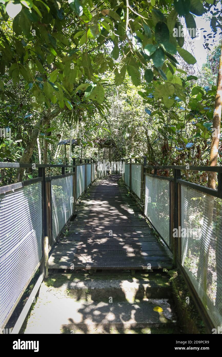 Scenic natural view of a forest path Stock Photo - Alamy
