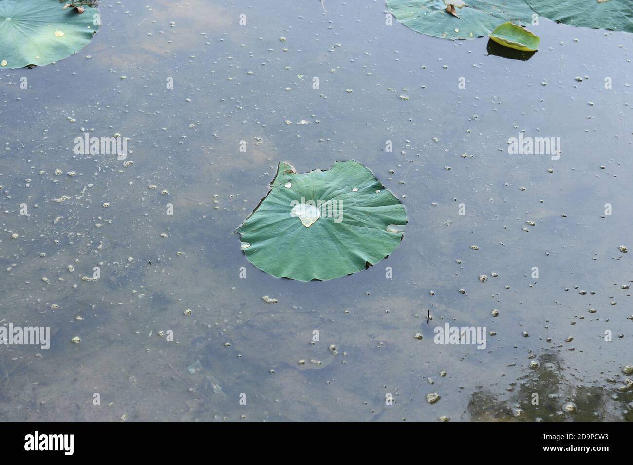 Green leaf floating on still lake water Stock Photo - Alamy