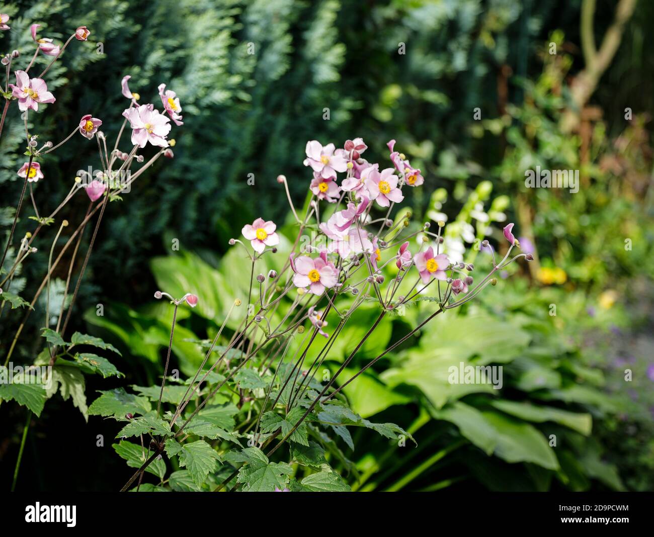 Pink autumn anemone Stock Photo - Alamy