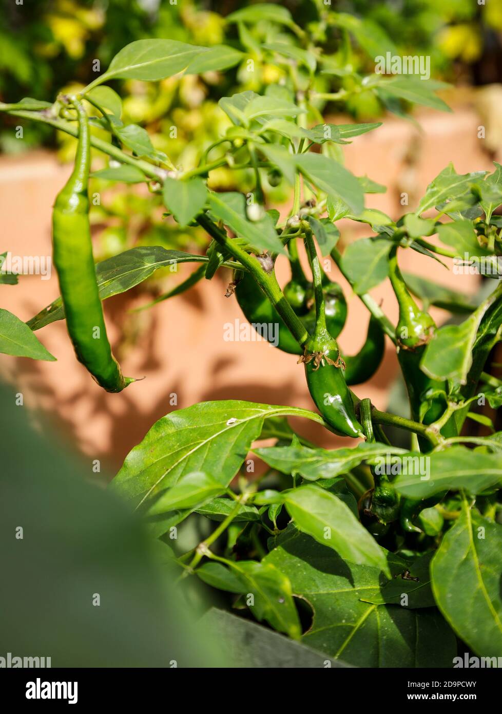 Green chilli hi-res stock photography and images - Alamy