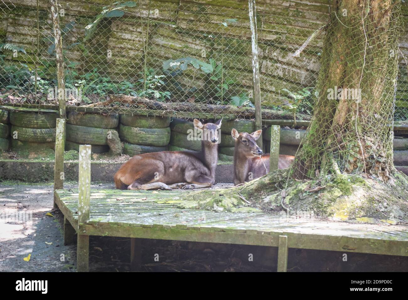 Deer inside a cage at a zoo Stock Photo - Alamy