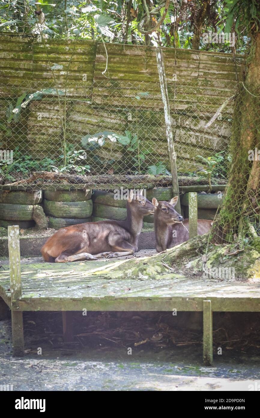 Deer inside a cage at a zoo Stock Photo - Alamy